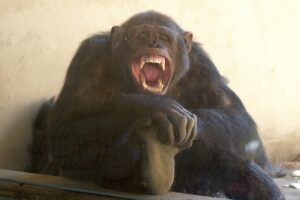 The Graveyard Sh*t Podcast – Travis the Chimp Case – Dark Discussions ...